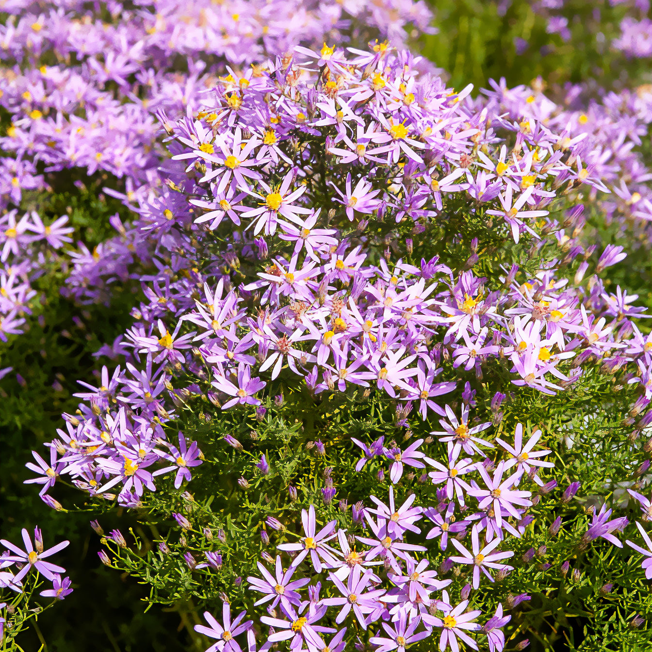 Aster nain à feuilles de sedum, floraison d’automne | Willemse