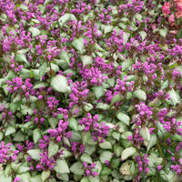 3 Saxifrages mousse Peter Pan - Saxifraga peter pan