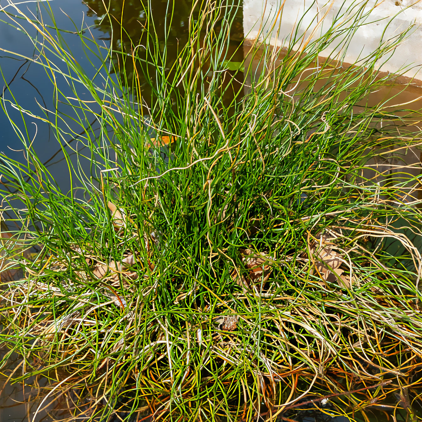 Jonc épars Spiralis - Juncus effusus spiralis