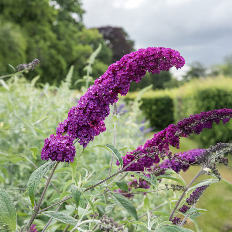 Arbre aux papillons Royal Red - Buddleja davidii royal red