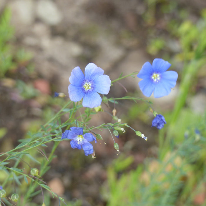 Graines Némophile remarquable Prince Gustav's Eyes - Nemophila menziesii