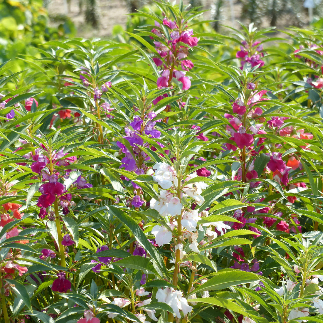 Graines Balsamine à fleurs de camélia en mélange - Impatiens balsamina