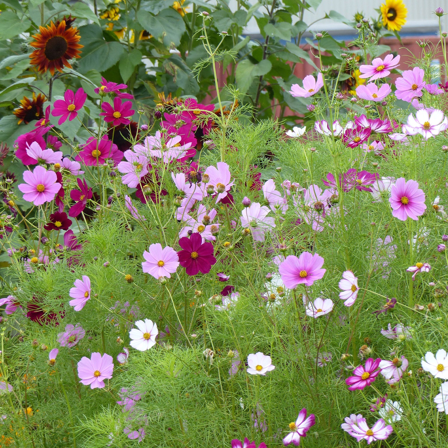 Graines Cosmos Sensation en mélange, fleurs faciles | Willemse