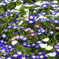 Graines Belle de jour variées - Convolvulus tricolor