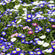 Belle de jour variées, floraison facile | Willemse