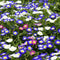 Belle de jour variées, floraison facile | Willemse
