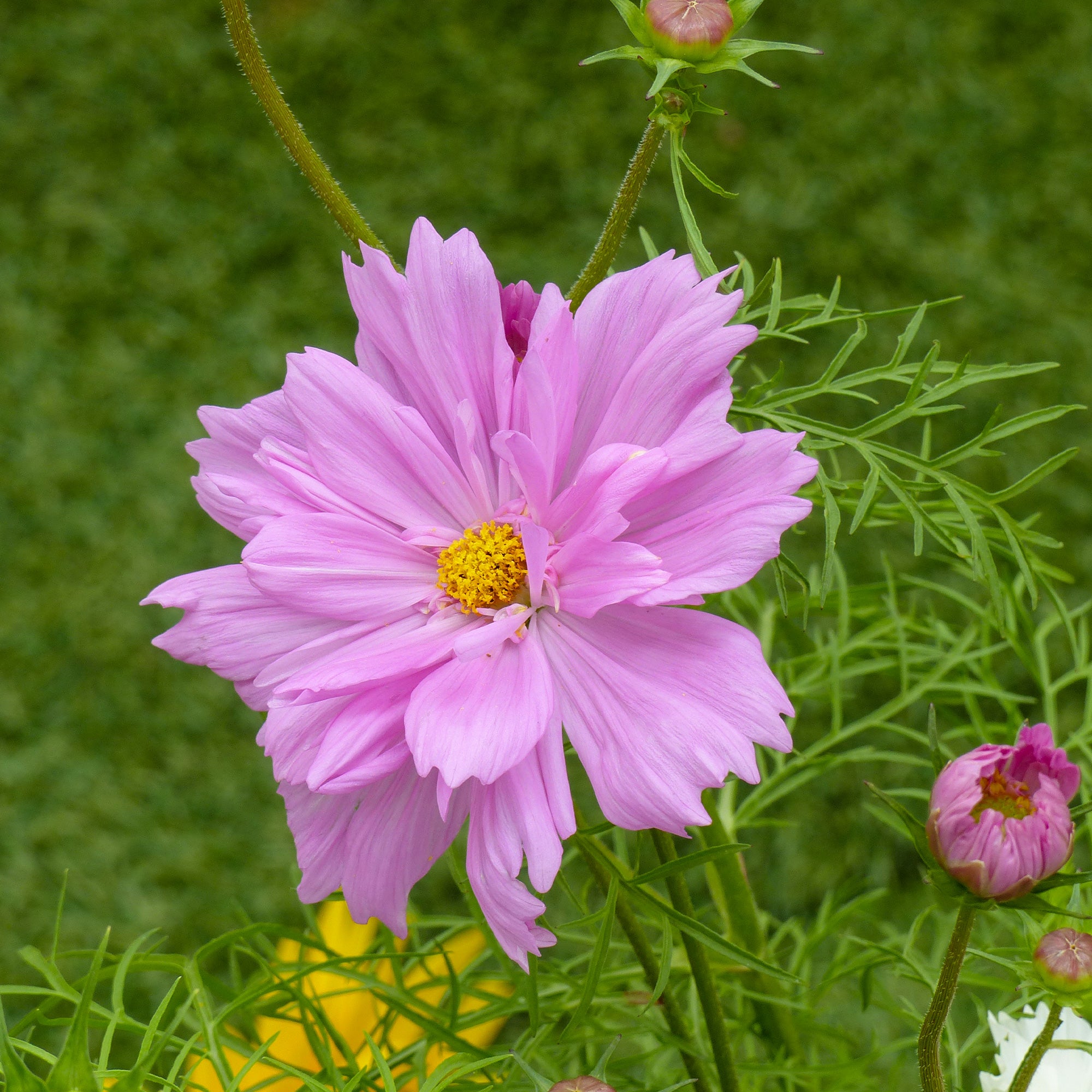 Graines Cosmos double rose - Cosmos bipinnatus 'Double Dutch Rose'