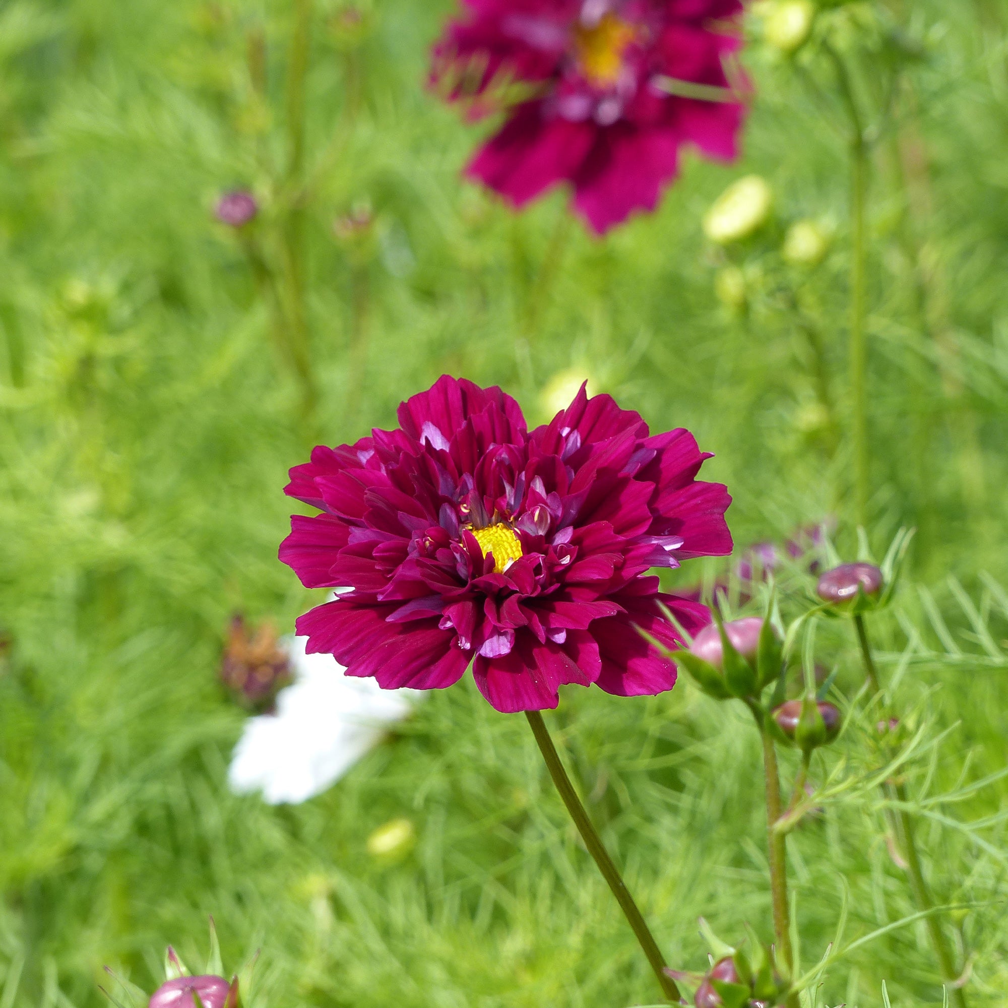 Graines Cosmos double violet - Cosmos bipinnatus 'Double Click Cranberries'