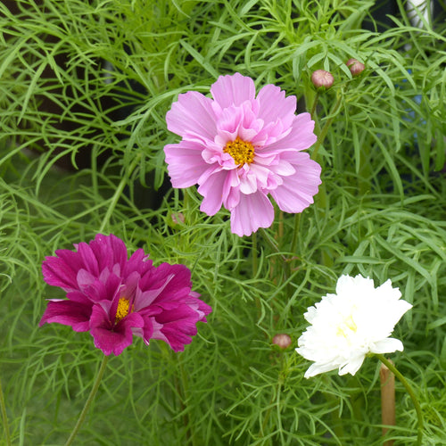 Graines Collection 3 cosmos doubles variés - Cosmos bipinnatus