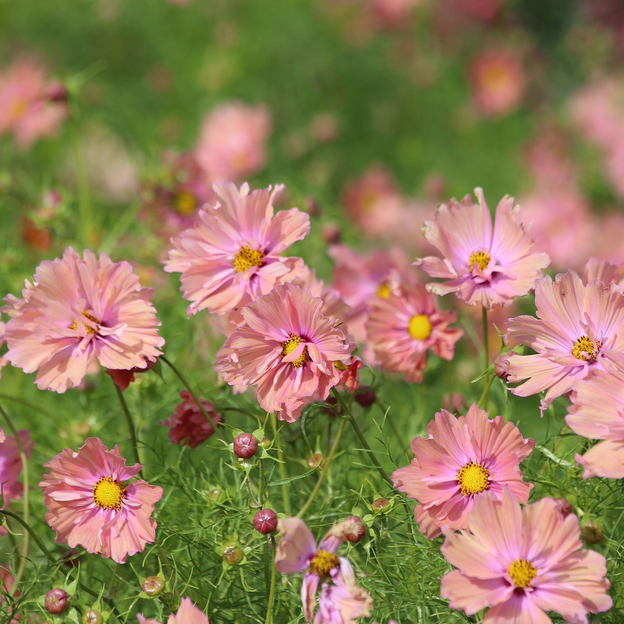 Graines Cosmos Apricotta - Cosmos Apricotta