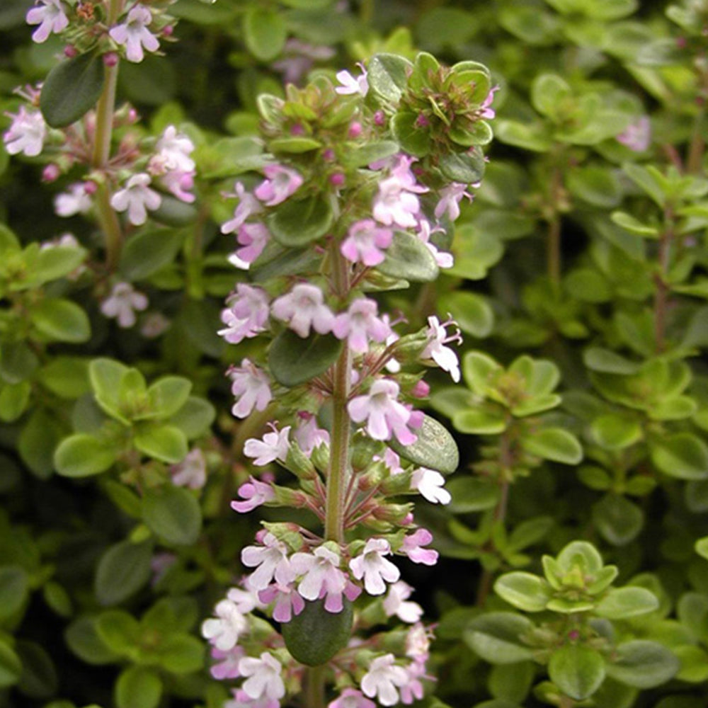Thym serpolet - Thymus serpyllum
