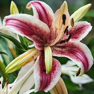 Le bulbe de lys oriental : une variété prisée pour ses fleurs exotique