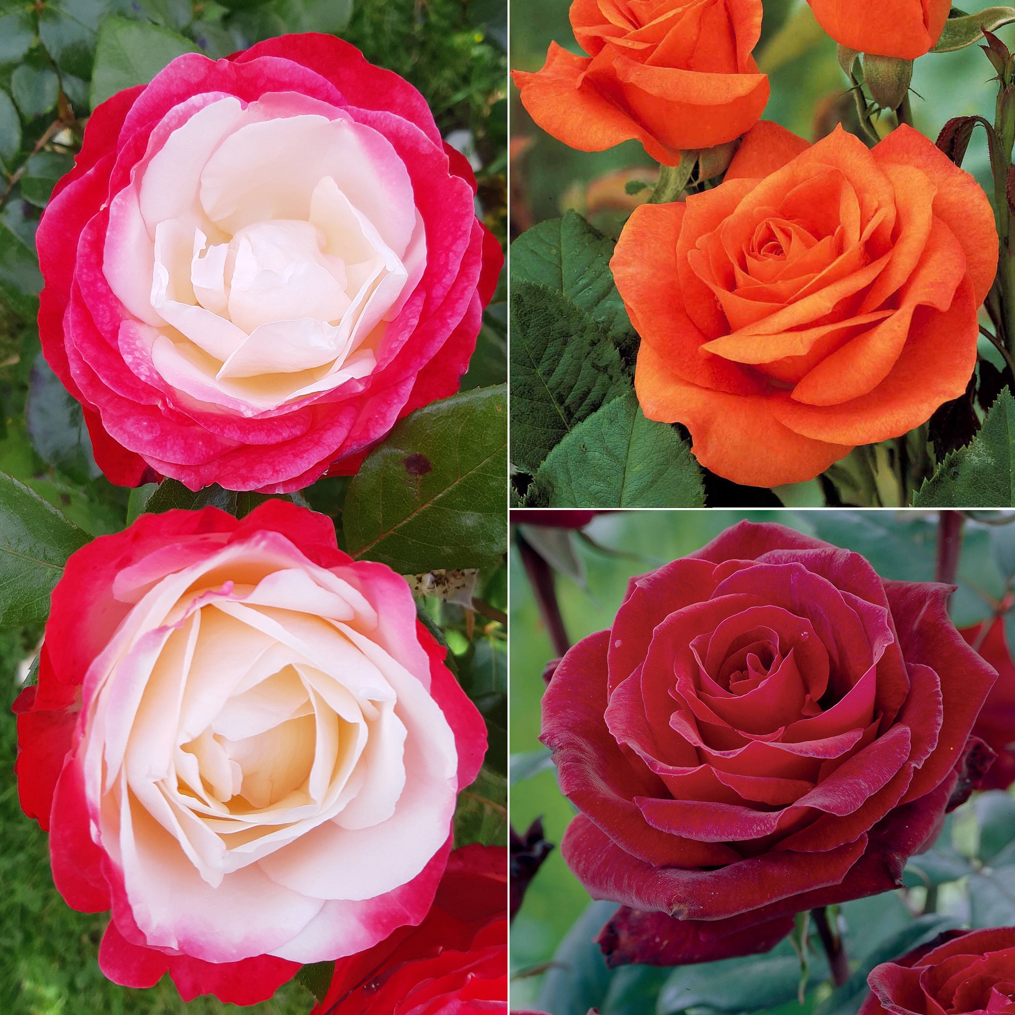 Collection de 3 Rosiers sans entretien - Rosa doris tysterman ...