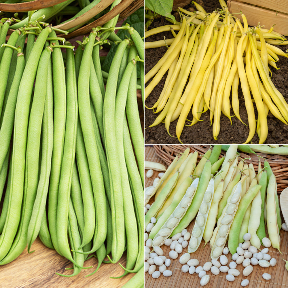 Graines Collection d'Haricots - Collection de 3 haricots assortis