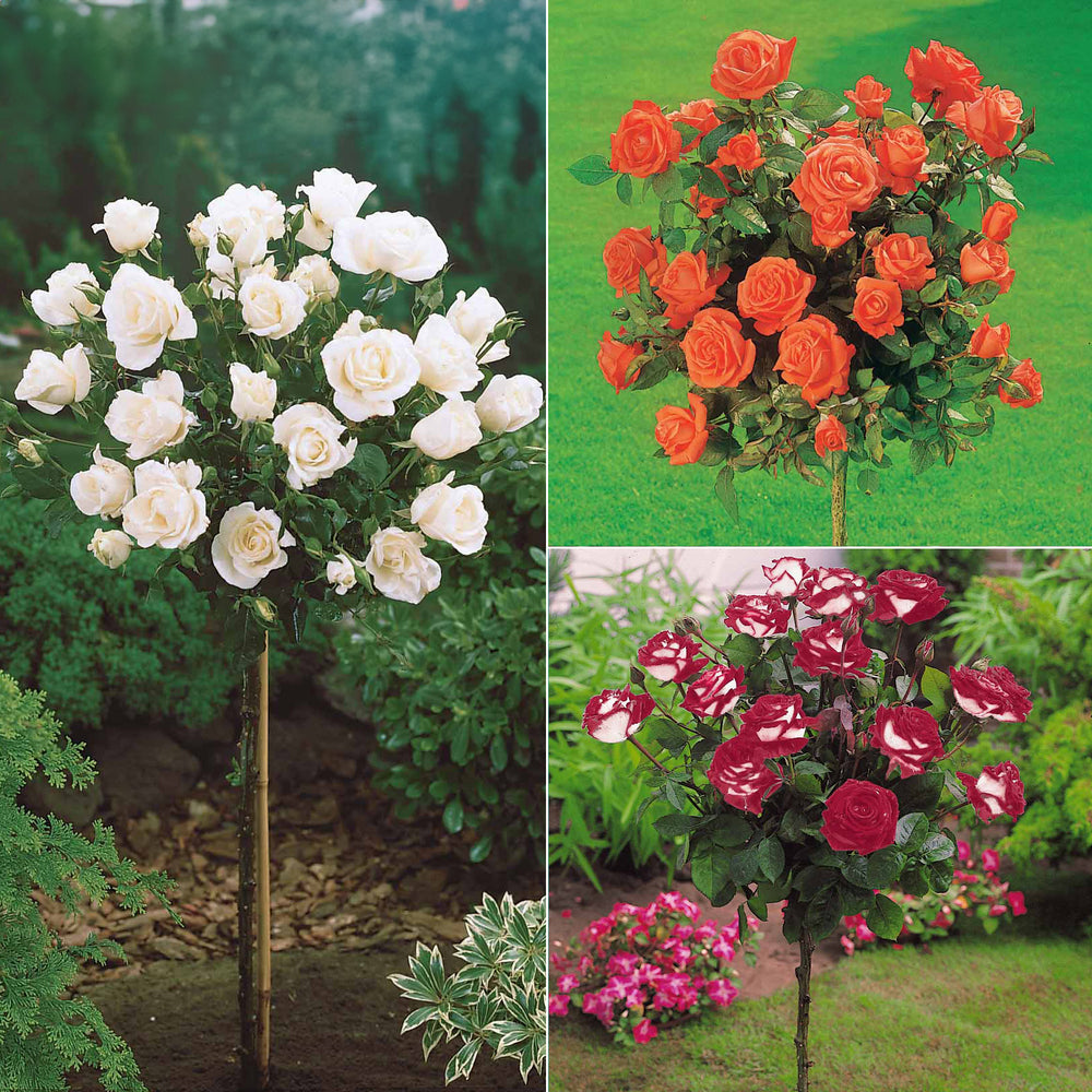 Rosiers sur tige | Achat, Vente en ligne - Willemse