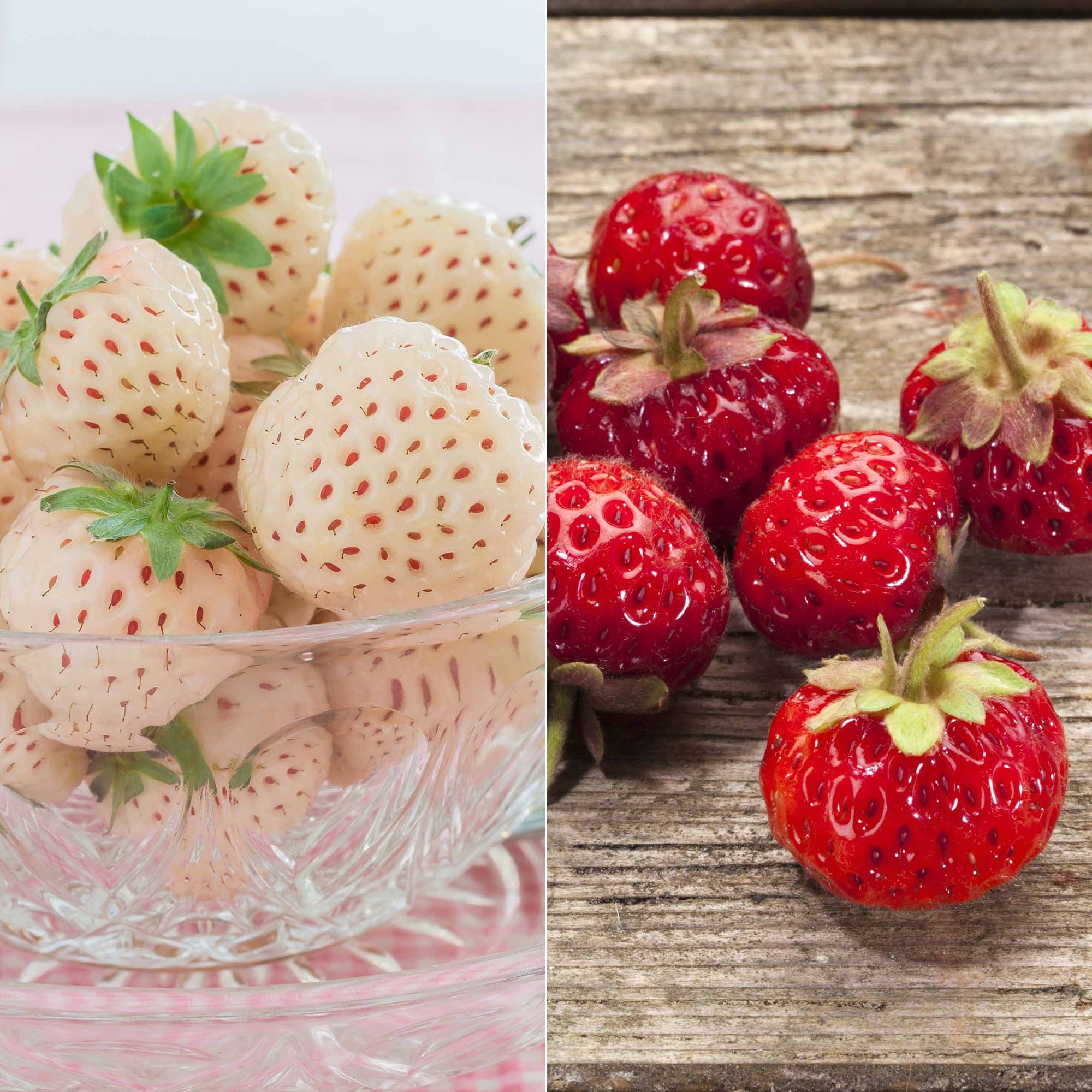 Collection de 4 fraisiers originaux - Fragaria pineberry ® framberry