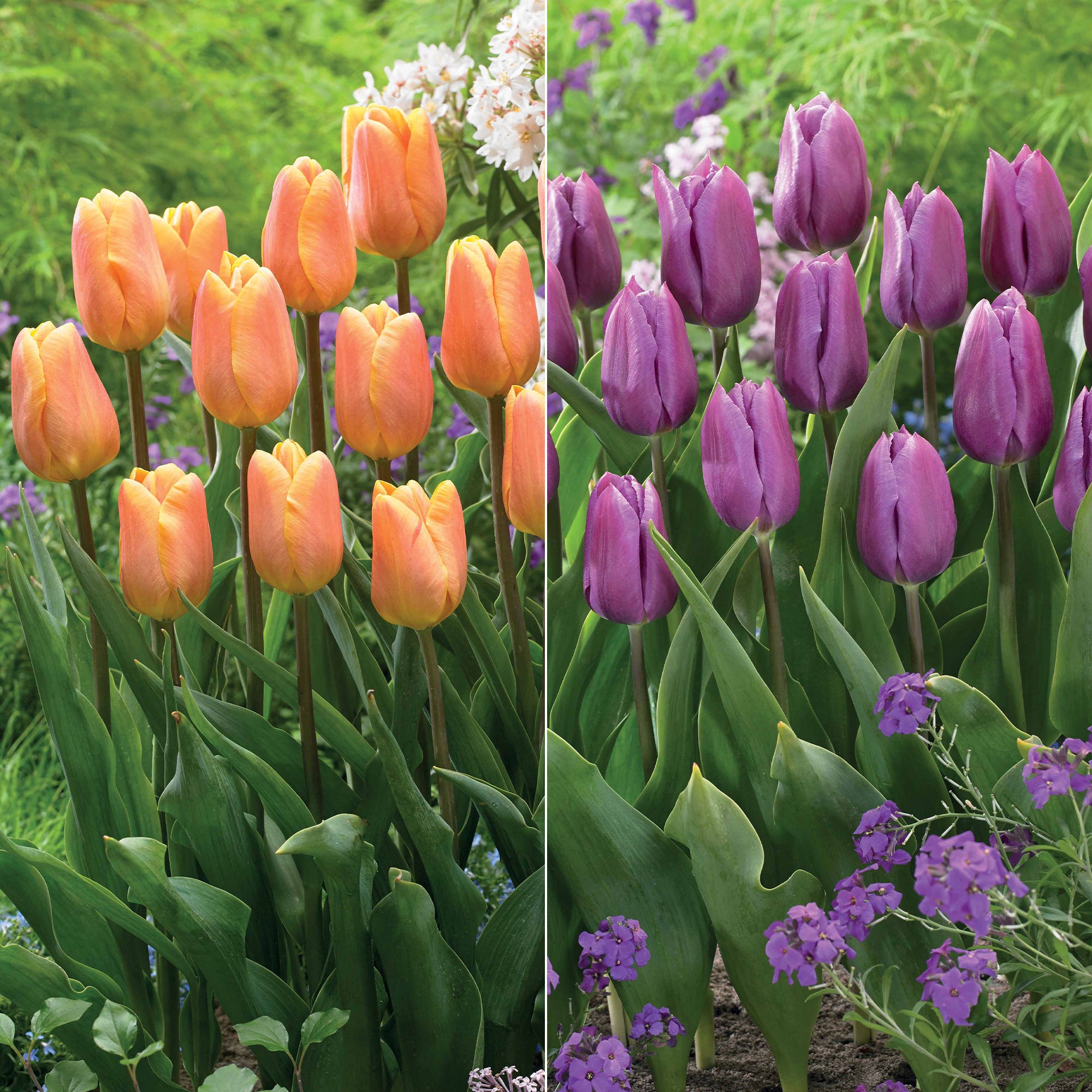 Bulbes Collection de 20 Tulipes triomphe Bellville et Blue Beauty ...