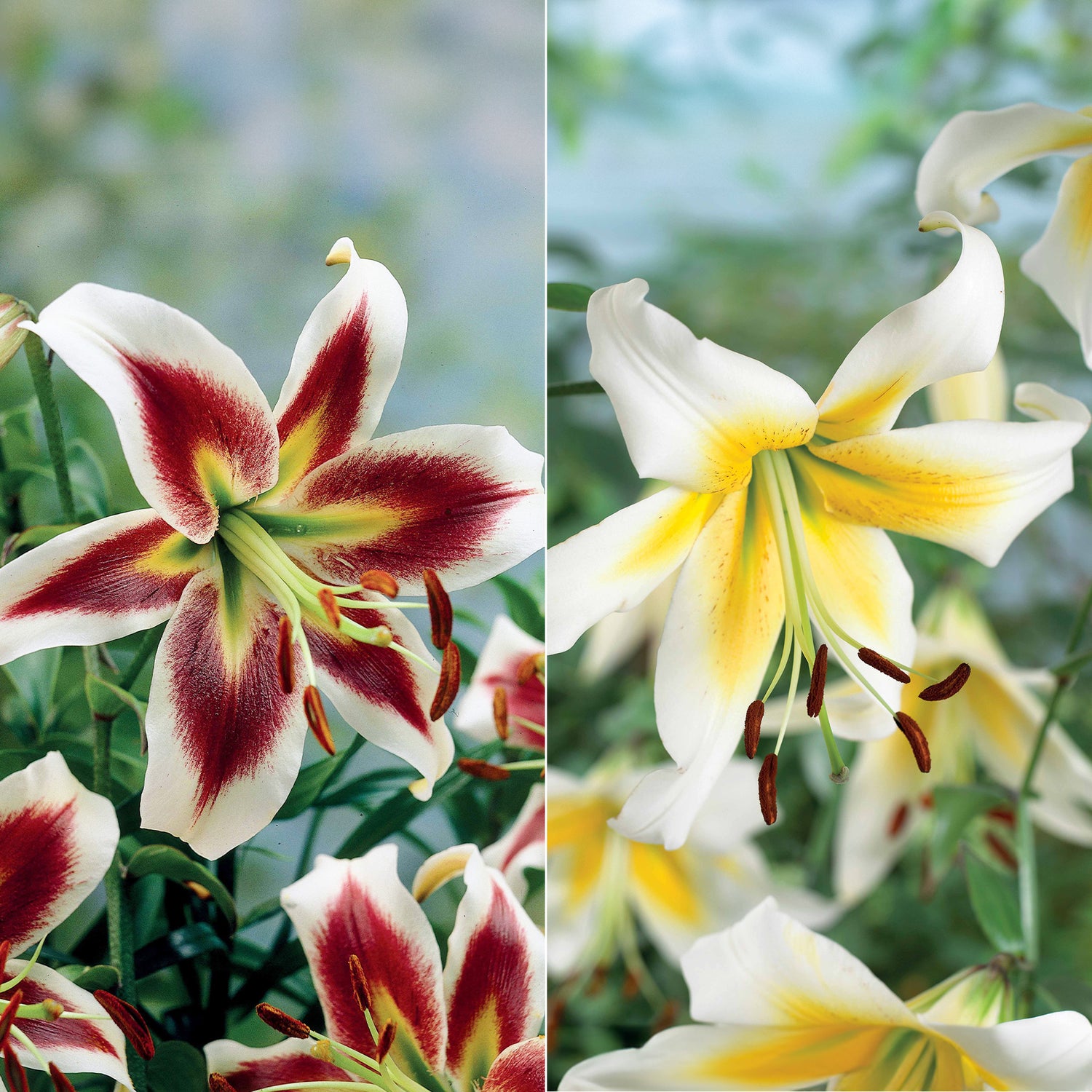 Bulbes Collection de 6 Lis (Beverly Dreams, Mister Pistache) - Lilium ...