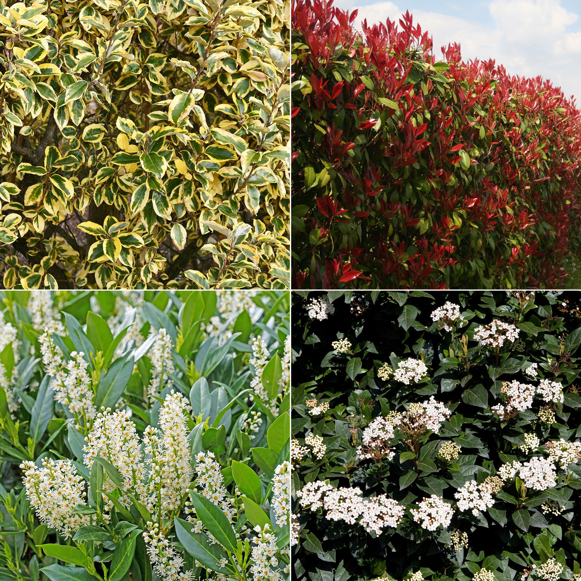 Collection Haie persistante - 4 arbustes - Eleagnus pungens Maculata ...