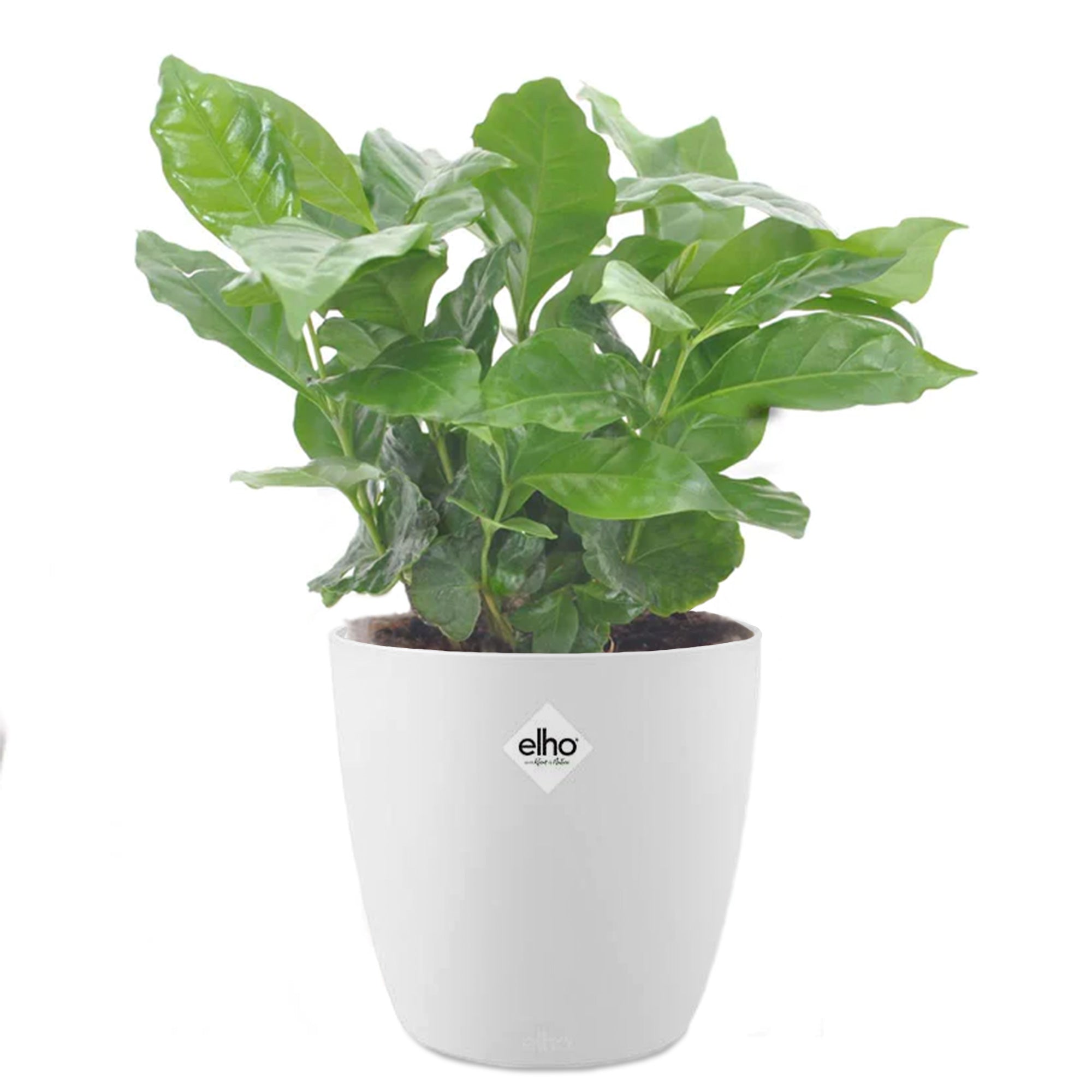 Cafeier et son cache-pot blanc ELHO - Coffea arabica