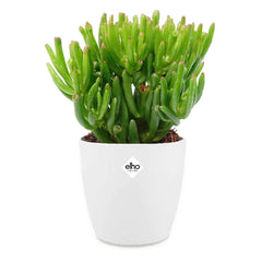 Crassula hobbit et son cache-pot blanc ELHO - Crassula ovata hobbit