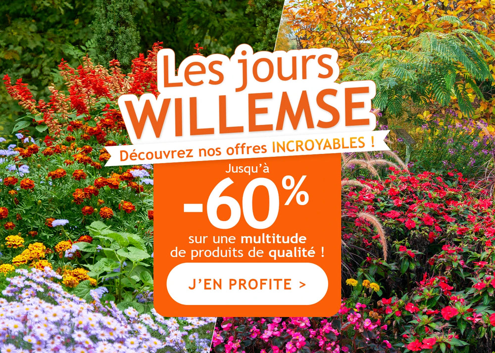 Willemse France – Jardinerie en ligne | Au coeur de votre jardin