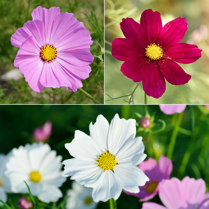 Graines Cosmos Sensation en mélange - Cosmos bipinnatus