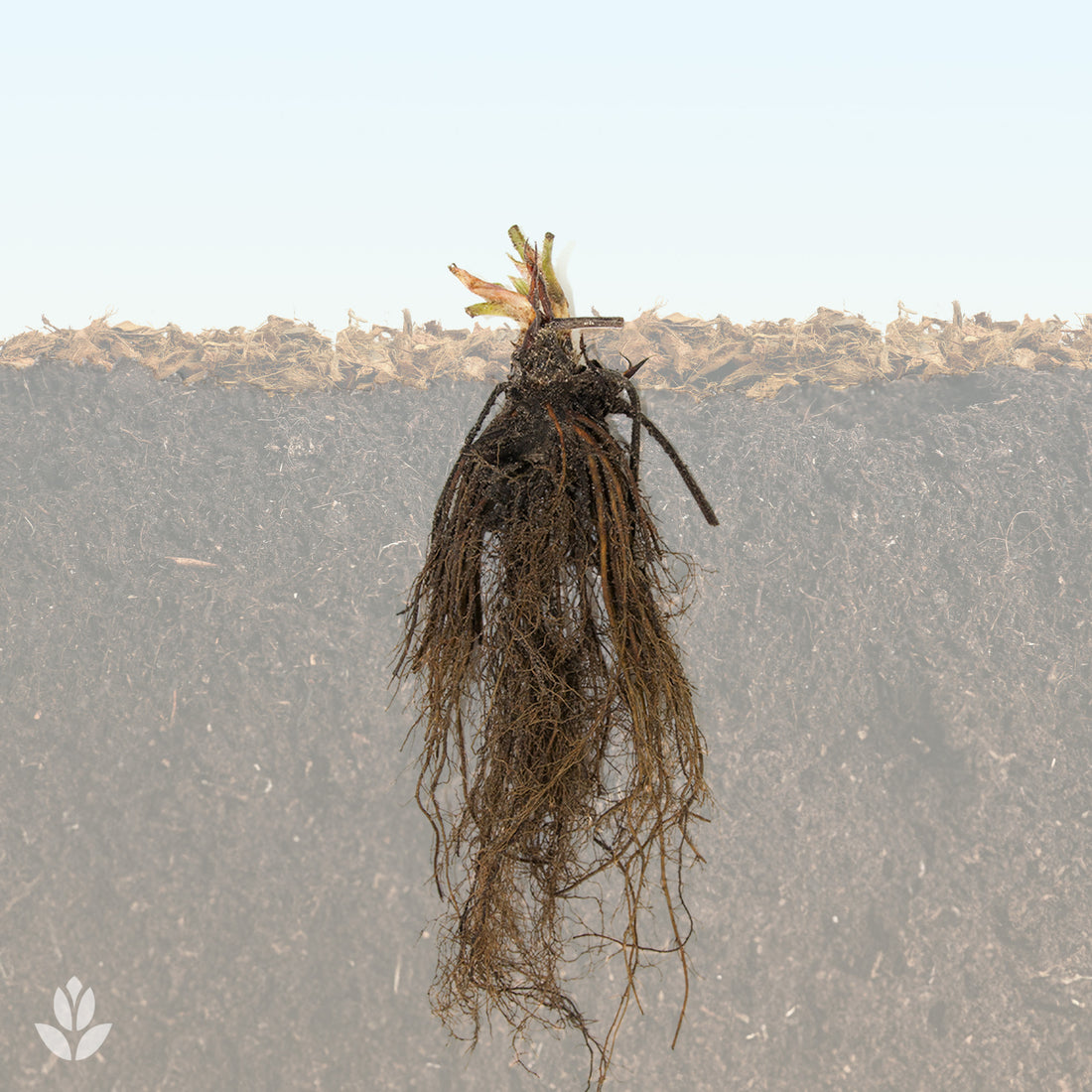 Fraisier Elsanta - Fragaria x ananassa Elsanta