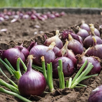 Quand et comment planter vos oignons au bon moment