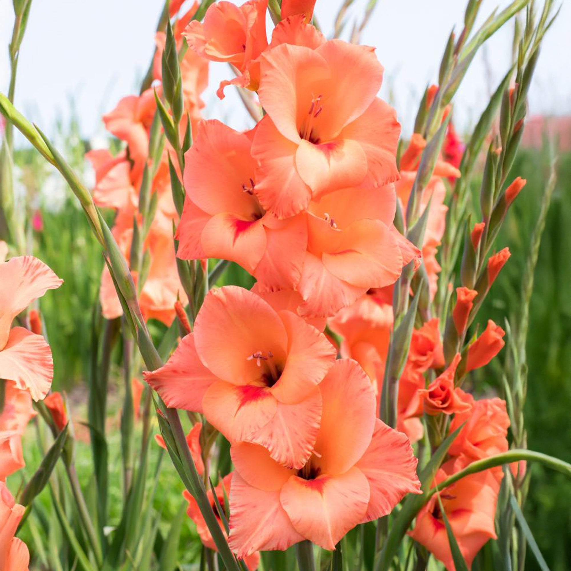 Bulbes 25 Glaïeuls Peter Pears - Gladiolus Peter Pears