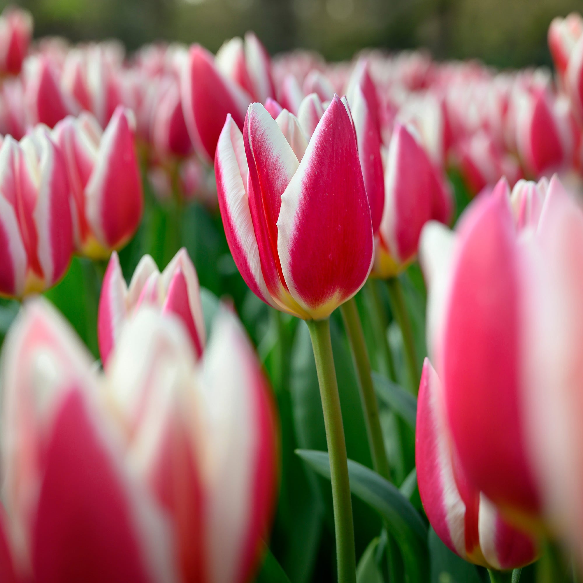 Bulbes 8 Tulipes Darwin Candy Apple Delight - Tulipa darwin hybrid ...