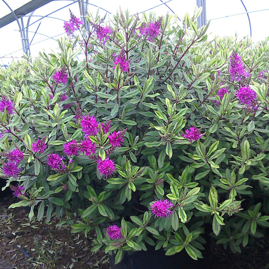 Willemse France – Jardinerie en ligne | Au coeur de votre jardin