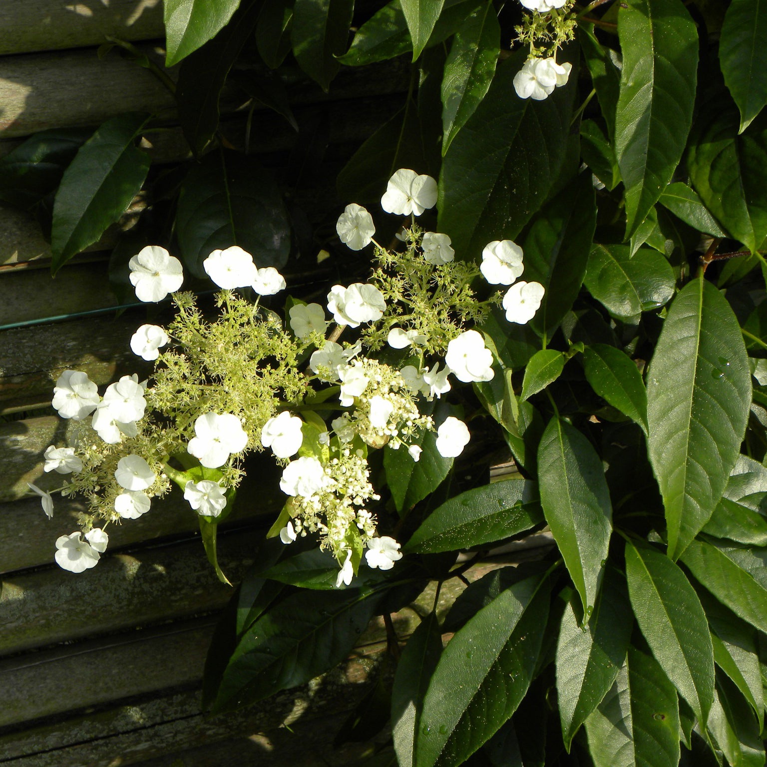 Hortensia grimpant et persistant - Hydrangea seemanii