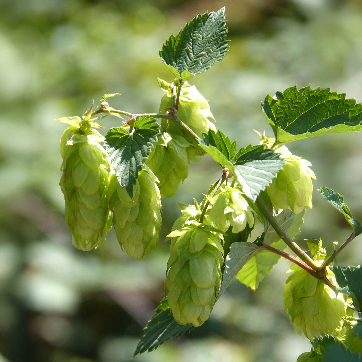 Houblon Centennial - Humulus lupulus Centennial