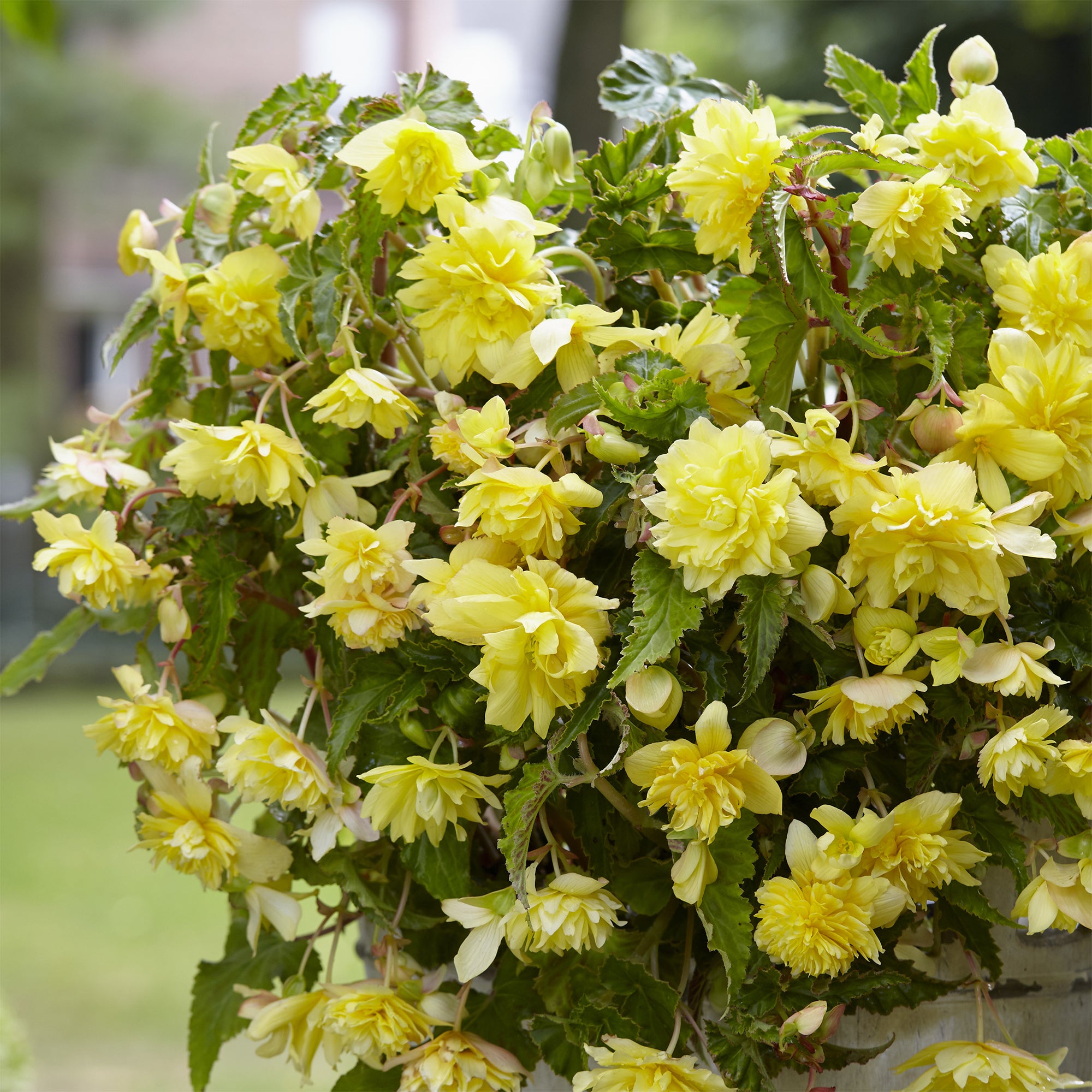 Bulbes 5 Bégonias retombants jaunes - Begonia pendula Yellow