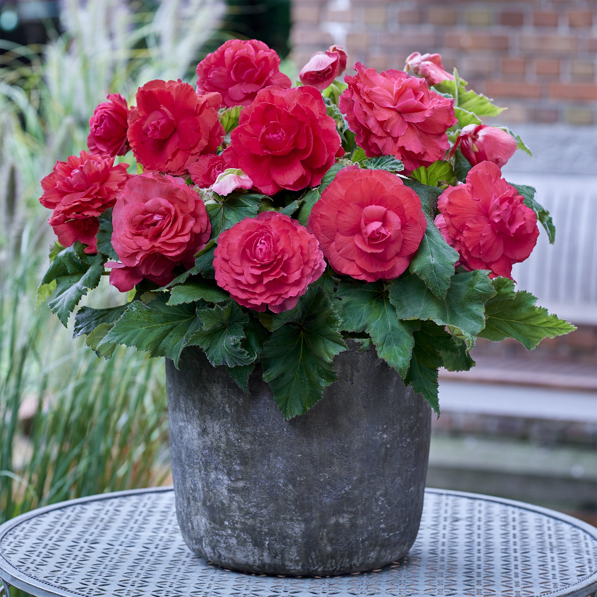Bulbes 5 Bégonias doubles roses - Begonia superba Pink