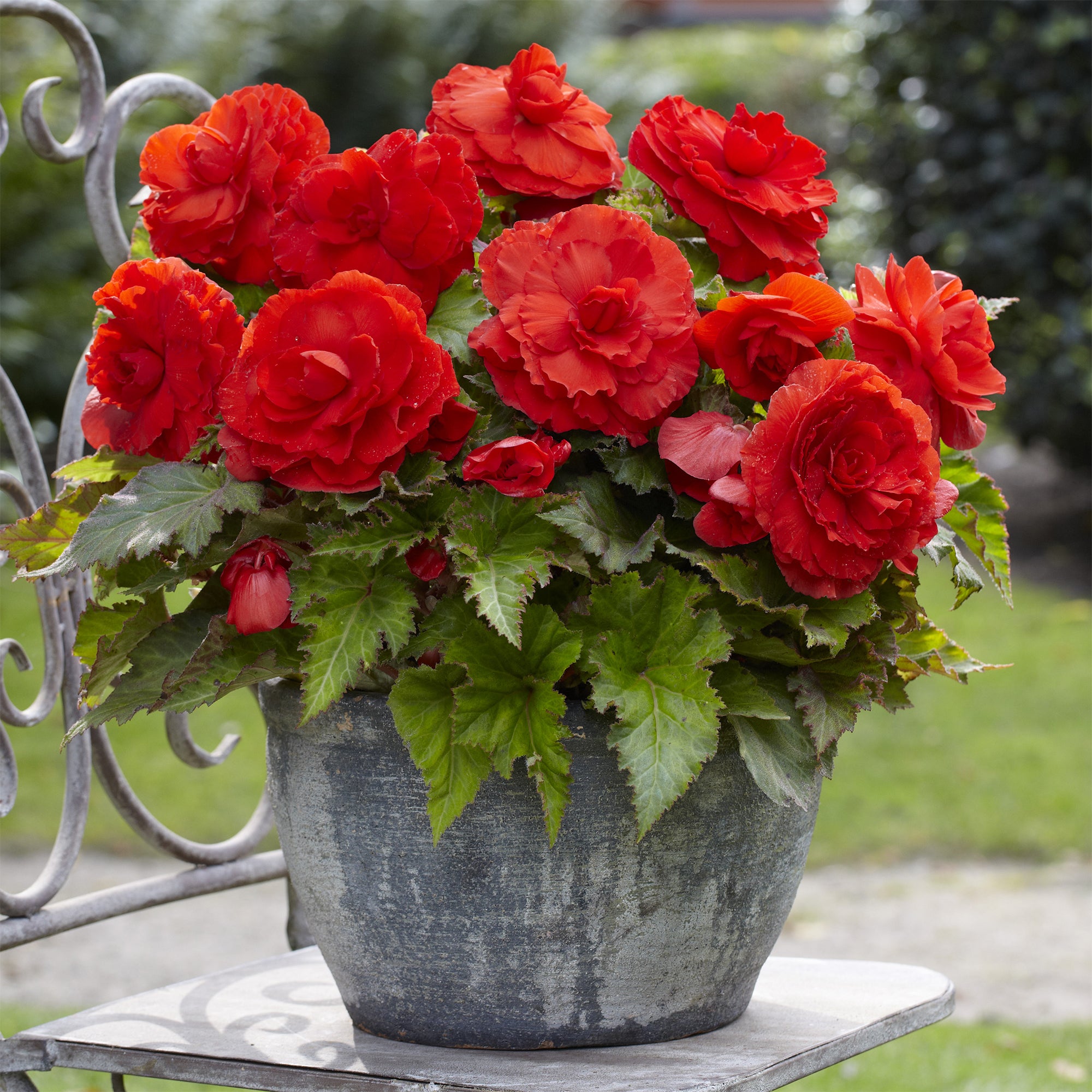 Bulbes 5 Bégonias doubles rouges - Begonia superba Red