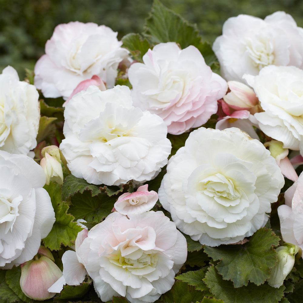 Bulbes 5 Bégonias doubles blancs - Begonia superba White