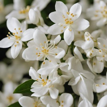Tout ce que vous devez savoir sur le jasmin