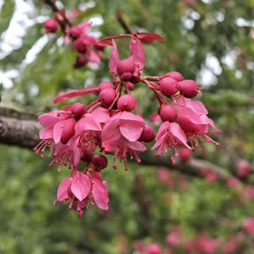 Tout savoir sur la plante fusain