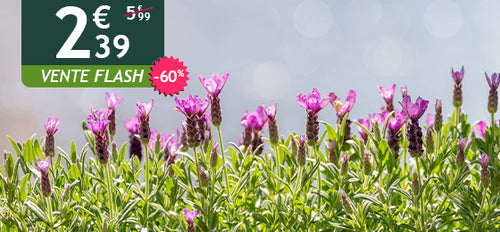 3 Saxifrages mousse Peter Pan - Saxifraga arendsii Peter Pan