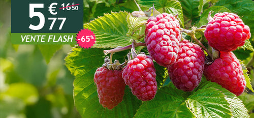 Lamier tacheté Roseum - Lamium maculatum Roseum