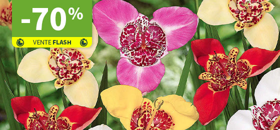 Saxifrage mousse Peter Pan - Saxifraga peter pan