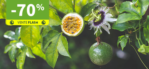 Saxifrage mousse Peter Pan - Saxifraga peter pan