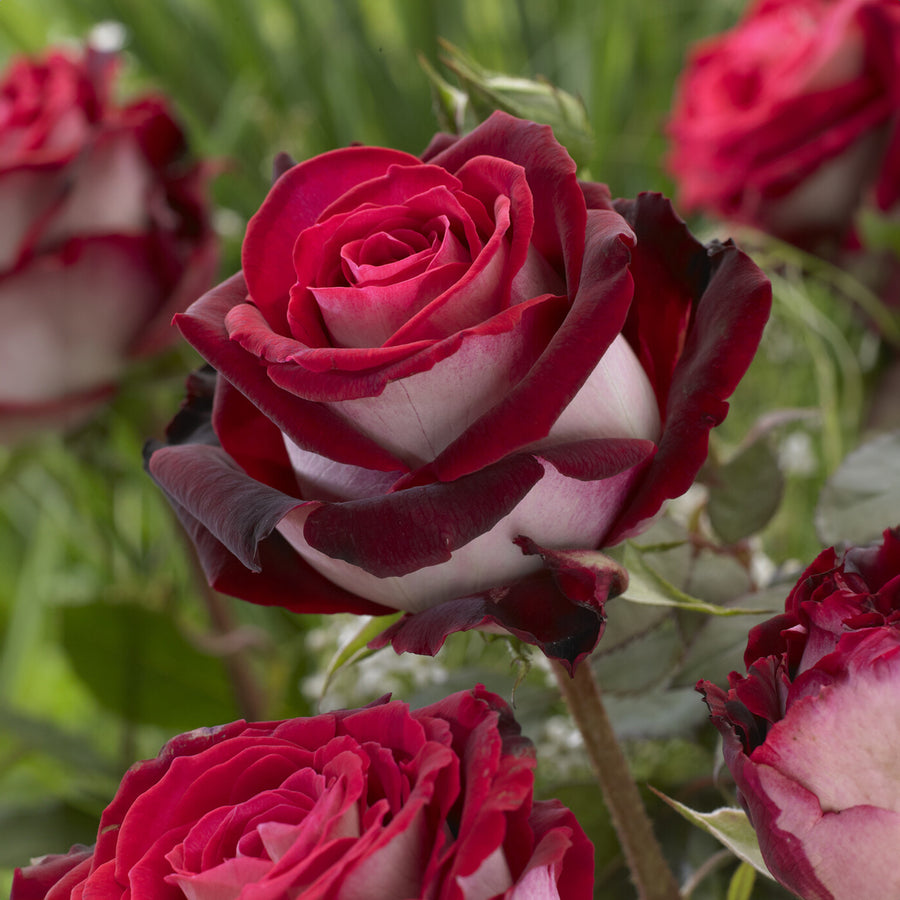 Rosiers sur tige | Achat, Vente en ligne - Willemse