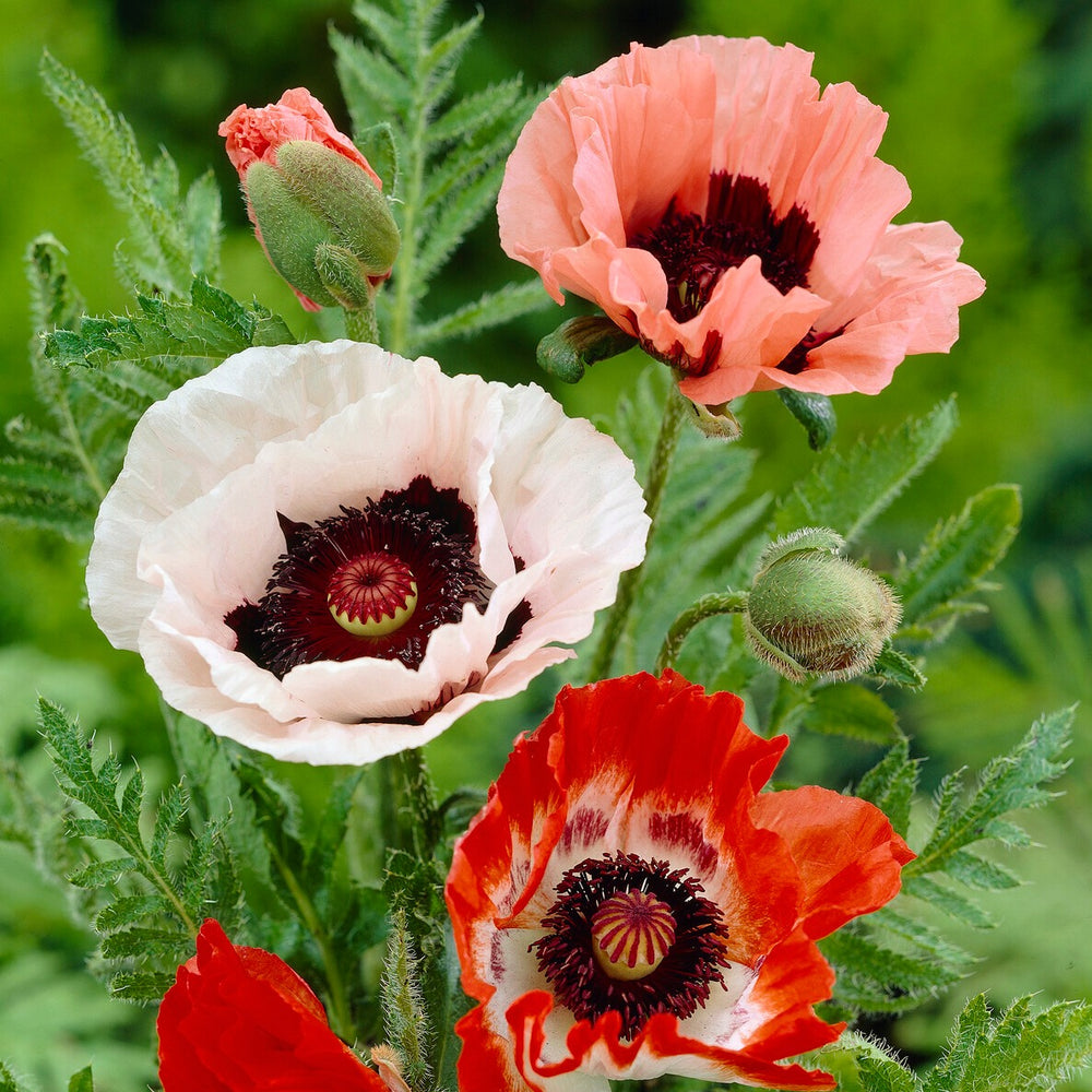 3 Pavots d'Orient orange - Papaver orientale effendi