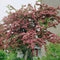 Aubépine rouge - Crataegus laevigata paul's scarlet