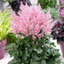3 Astilbes Nouvelle vague - Astilbe new wave