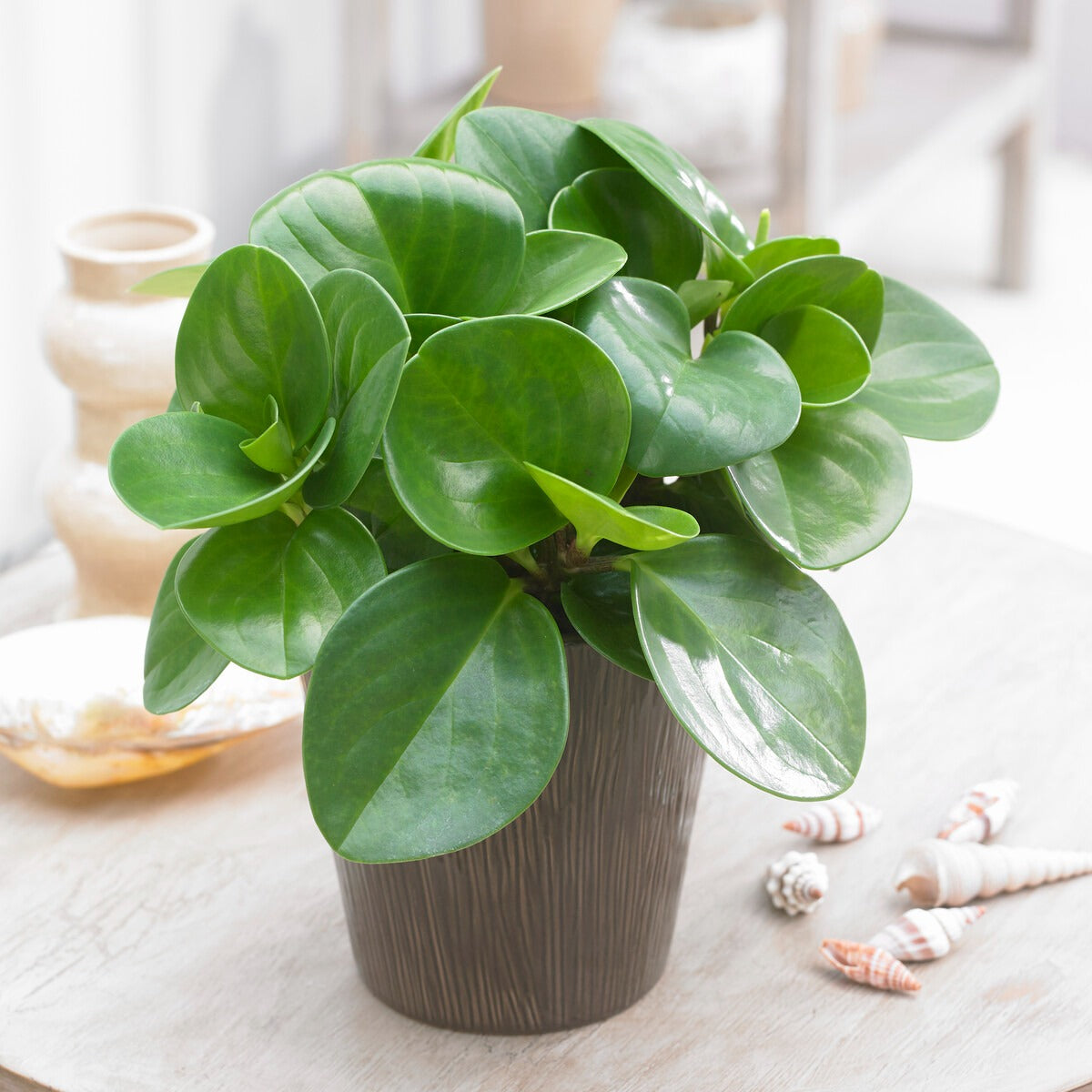 Peperomia Green - Peperomia green