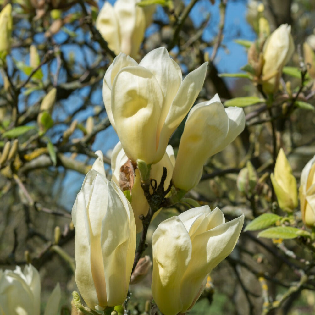Magnolia Yellow Lantern - Magnolia yellow lantern